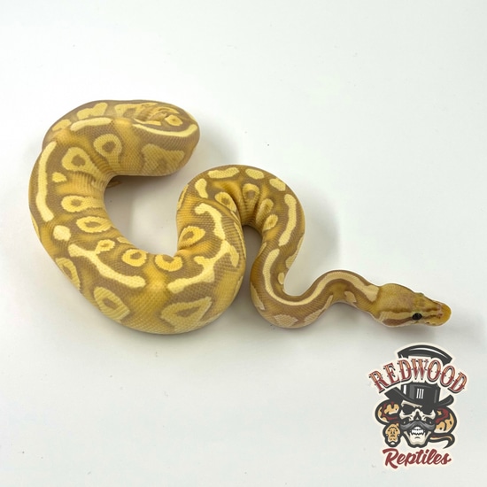Banana Mojave 💯% Het Puzzle Ball Python by Redwood Reptiles