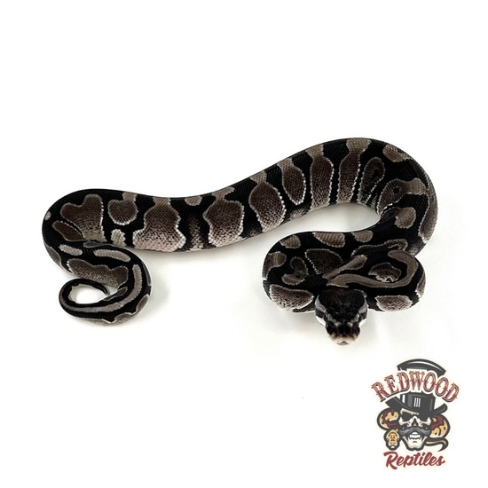 VPI Axanthic 50% Het Clown Ball Python by Redwood Reptiles