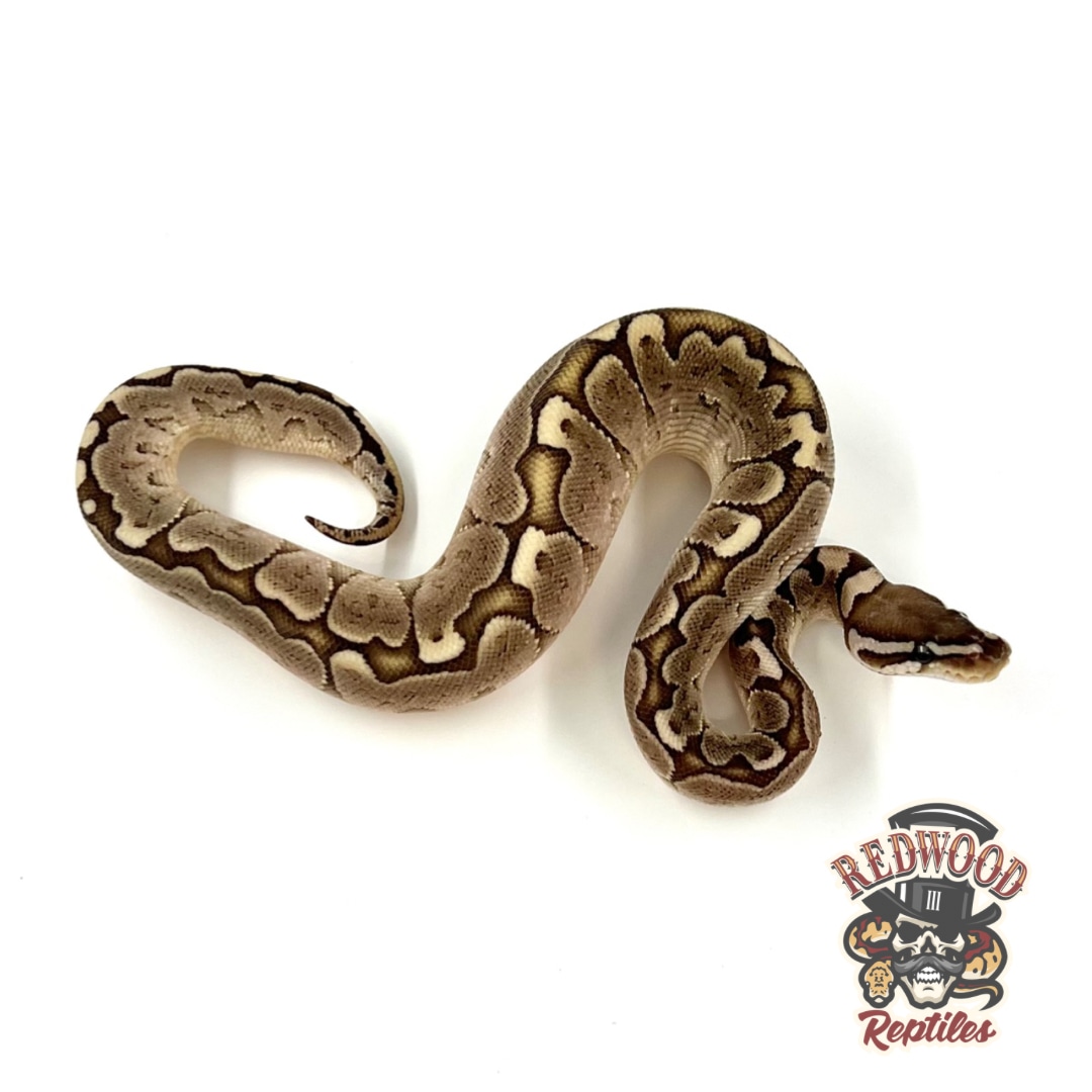 Bamboo Het VPI Axanthic 50% Het Clown Ball Python by Redwood Reptiles ...