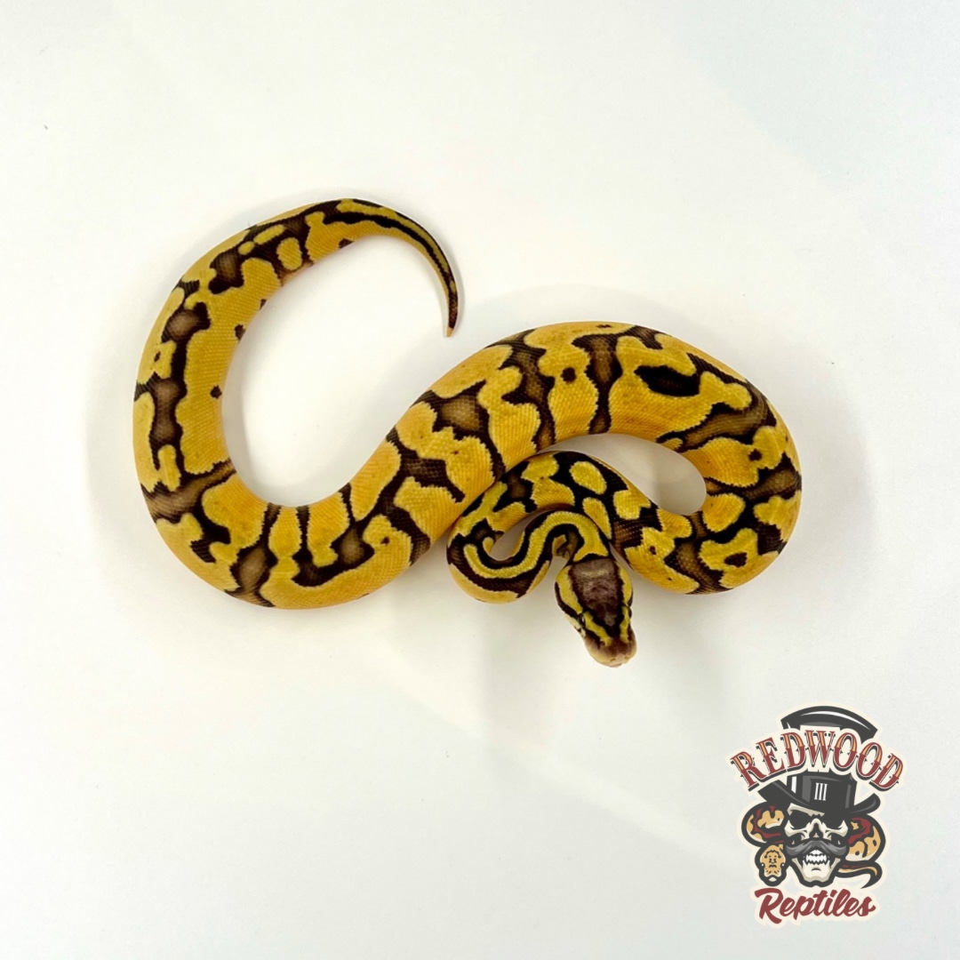 Enchi Firefly TH Desert Ghost/Pied/Hypo Ball Python by Redwood Reptiles ...