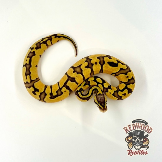 Enchi Firefly TH Desert Ghost/Pied/Hypo Ball Python by Redwood Reptiles ...