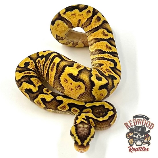 Pastel GHI Yellow Belly Enchi 💯% Het Clown Ball Python by Redwood Reptiles