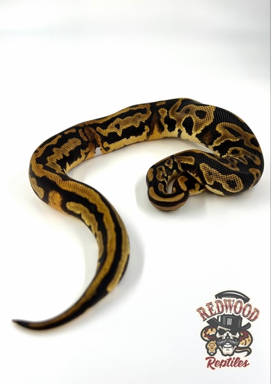 Leopard Dh Dreamsicle Ball Python by Redwood Reptiles