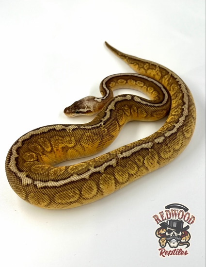 Pastel Spotnose Sunset Ball Python by Redwood Reptiles