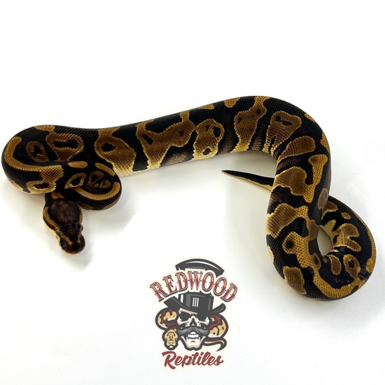 Leopard 💯% Het Sunset Ball Python by Redwood Reptiles