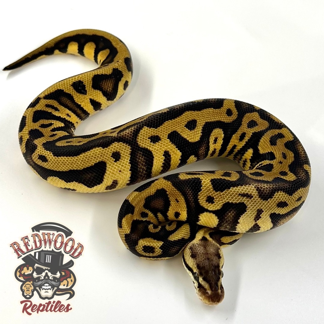 Pastel Leopard 💯% Dh Sunset/Clown Ball Python by Redwood Reptiles ...
