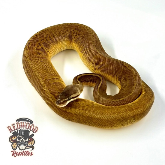 Pastel Leopard Sunset 💯% Het Clown Ball Python by Redwood Reptiles