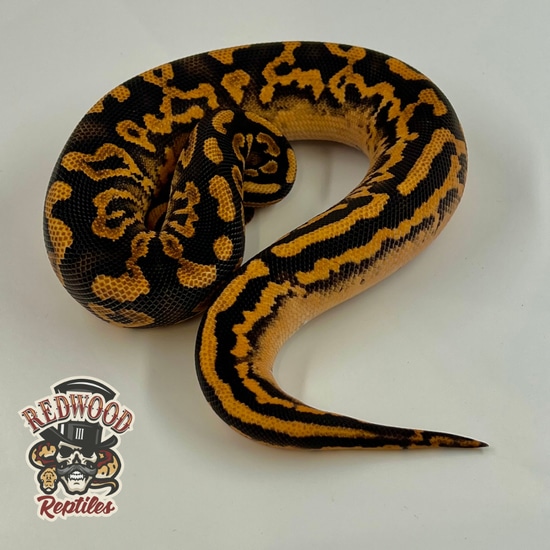 🍊NR Mandarin (Super) Huffman (Super) ODYB🍊 Ball Python by Redwood Reptiles