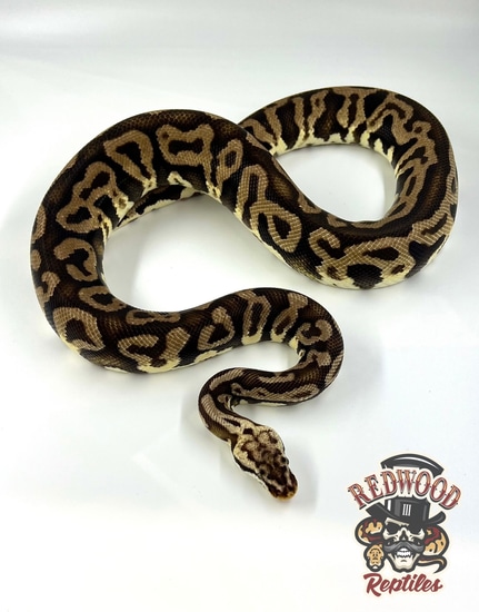 Leopard Spotnose Pastel 💯% DH Sunset/Clown Ball Python by Redwood Reptiles