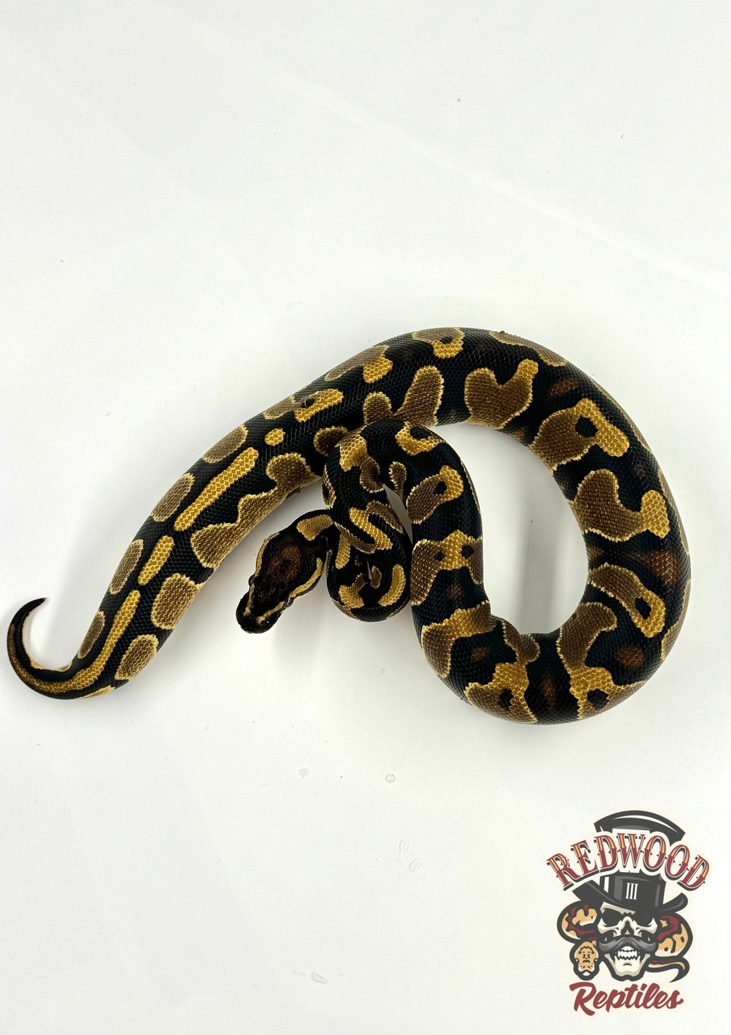 Huffman Yellow Belly (OD) het Pied
