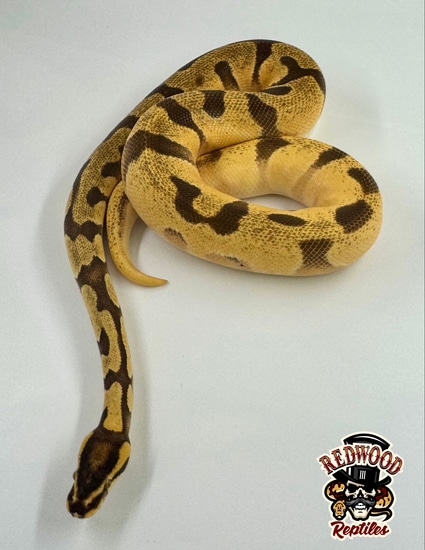 Super OD NR Mandarin YB Enchi Ball Python by Redwood Reptiles