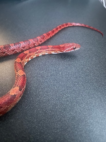 Sub Adult Corn Snake by RedWoodReptiles