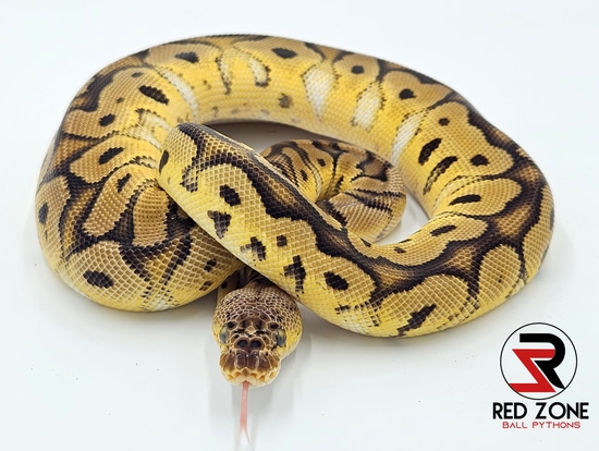 Pastel Mystic Clown Ball Python by RedZone Ball Pythons, LLC.