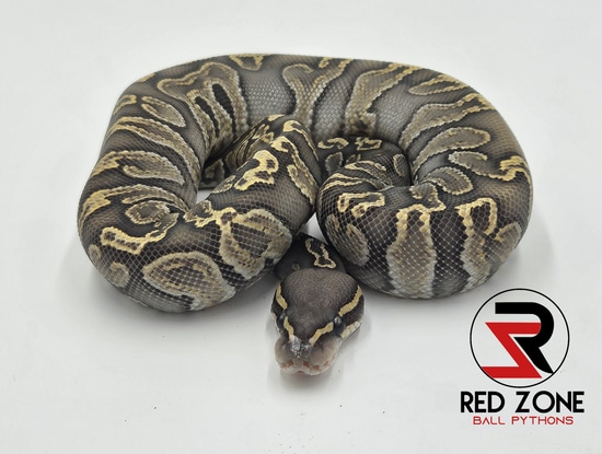 Hurricane GHI Enchi Ghost Ball Python by RedZone Ball Pythons, LLC.