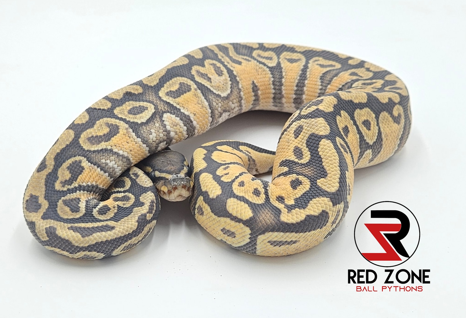 Hurricane Enchi Ghost Ball Python by RedZone Ball Pythons, LLC ...