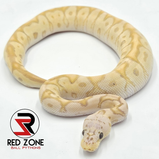 Pastel Mystic Banana Clown Ball Python by RedZone Ball Pythons, LLC.