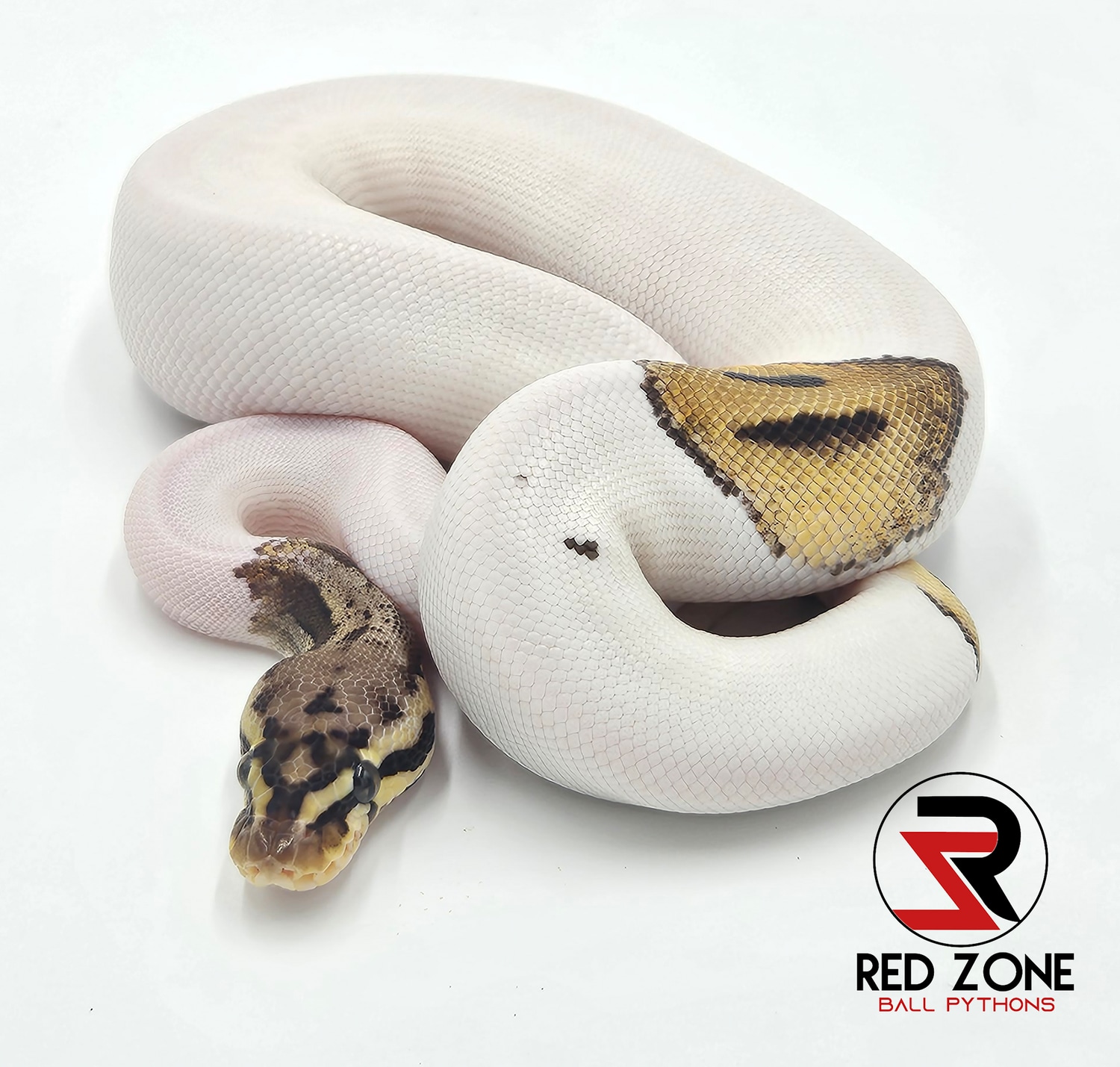 Leopard Pastel Piebald Ball Python by RedZone Ball Pythons, LLC ...