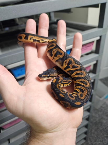 Black Pastel Leopard Wookie 50% Het Clown Ball Python by RedZone Ball ...