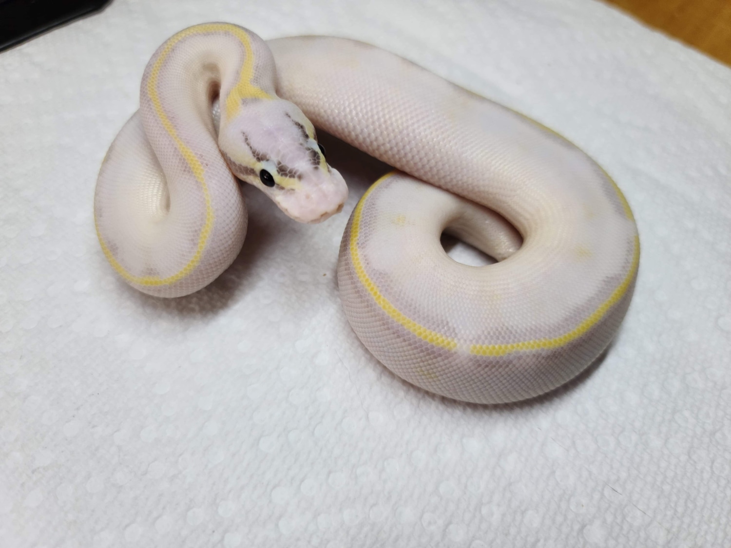 Pastel Ivory Ball Python by Metalhead Morphs - MorphMarket