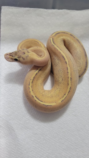 Female Puma (Yb X Spark) Ball Python by Metalhead Morphs