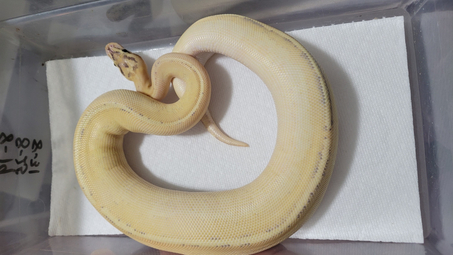 Orange Dream Puma Ball Python by Metalhead Morphs - MorphMarket
