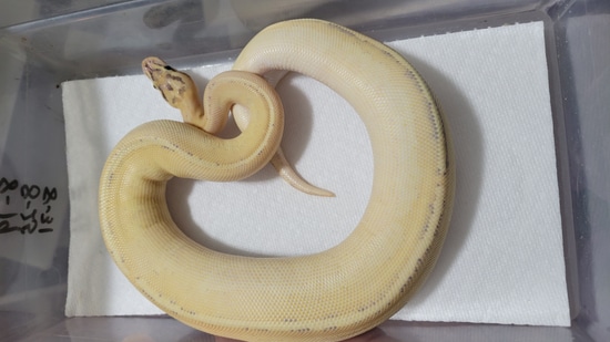 Orange Dream Puma Ball Python by Metalhead Morphs