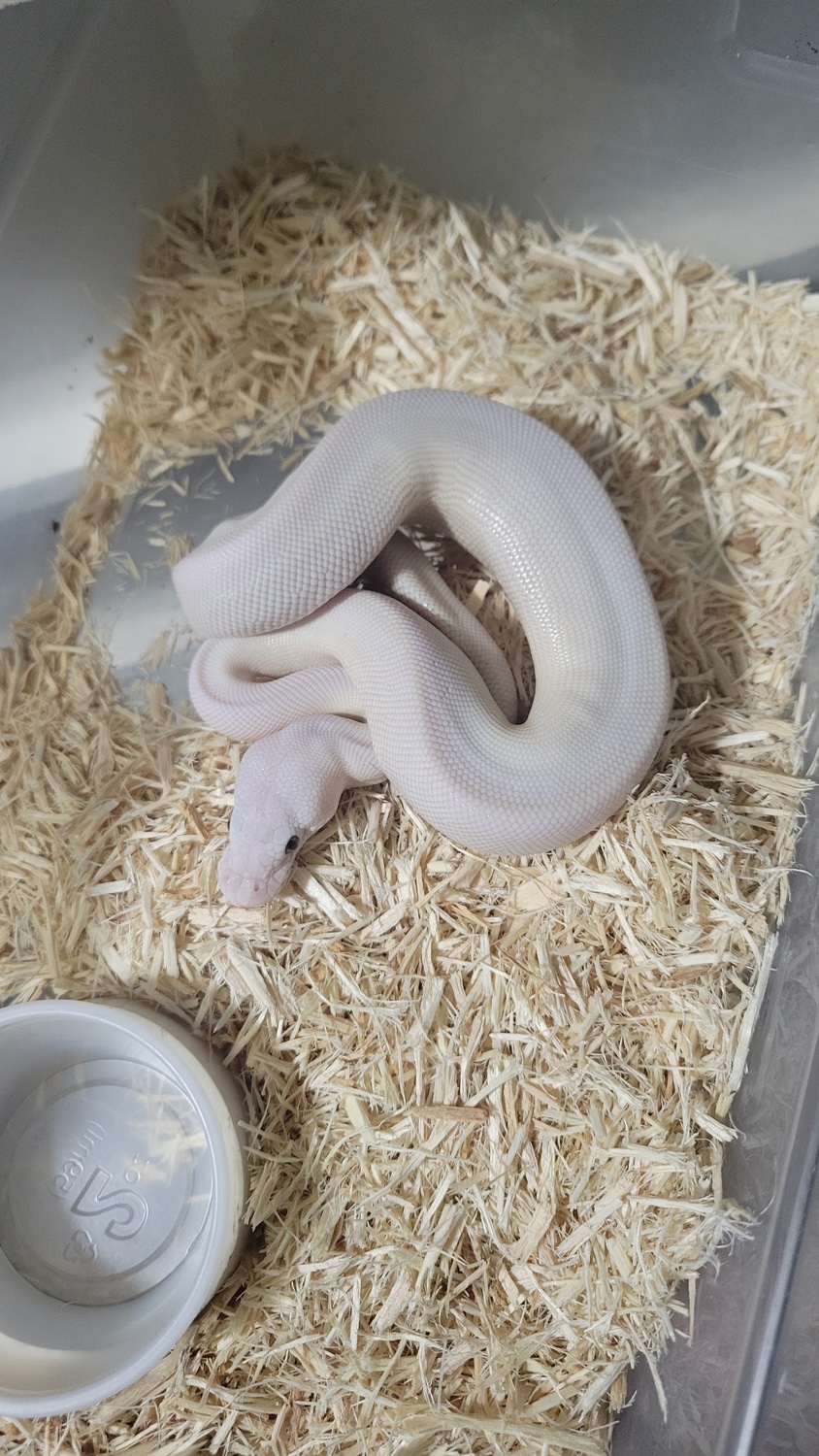 Lesser Mojave Enchi Possible Pastel Ball Python by Metalhead Morphs ...