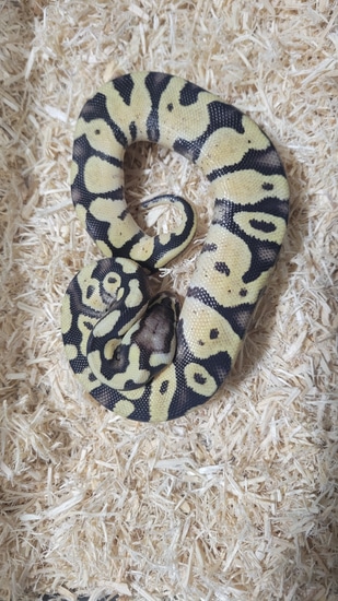 Firefly 66% Het Tsk Axanthic Ball Python by Metalhead Morphs