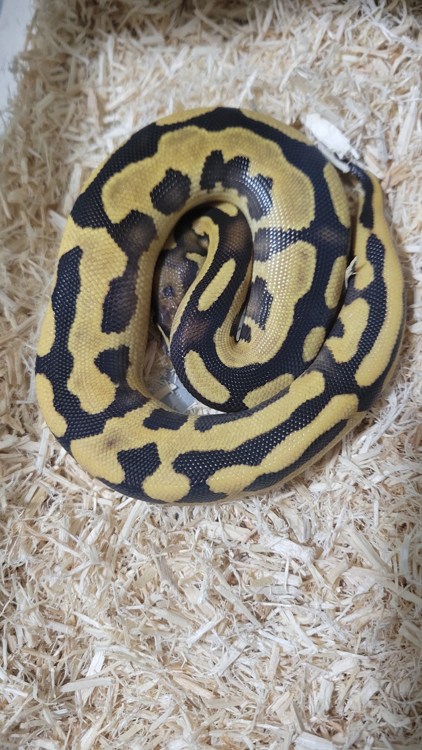 Orange Dream Leopard Fire Ball Python by Rebel Exotics - MorphMarket