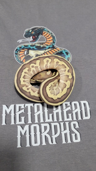 Leopard Lesser Fire/ Vanilla Ball Python by Metalhead Morphs