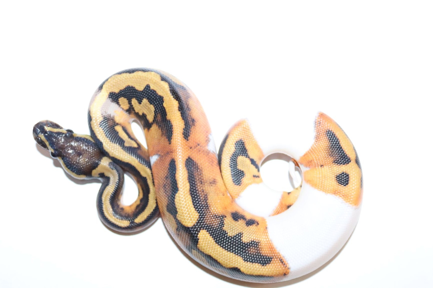 Pied With Coralglow Paradox Ball Python by Reef & Reptile Company ...