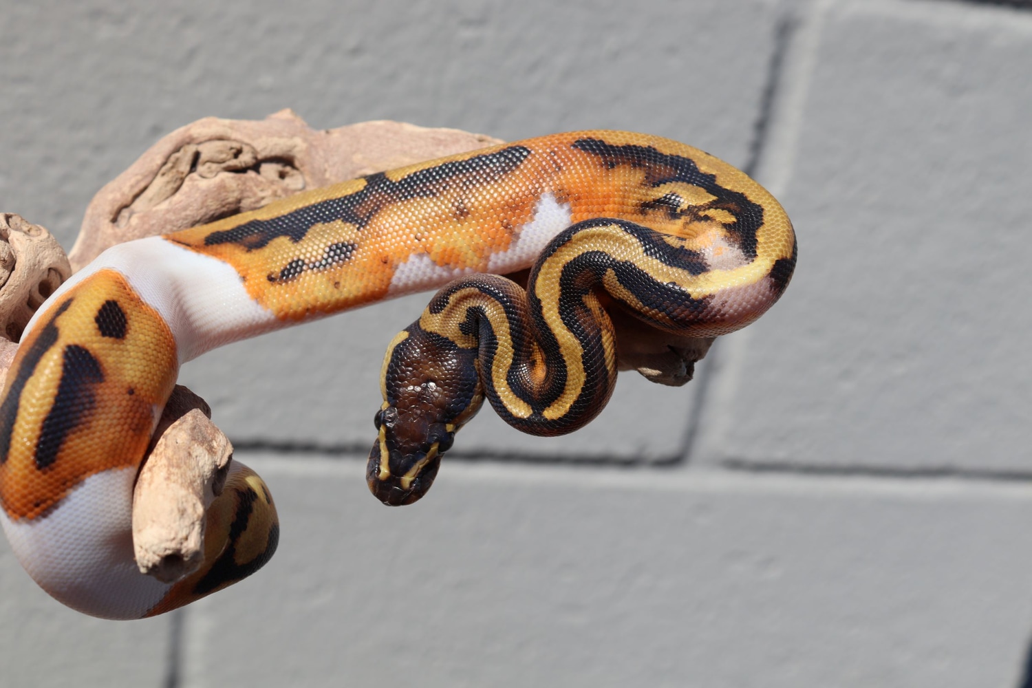 Pied With Coralglow Paradox Ball Python by Reef & Reptile Company ...