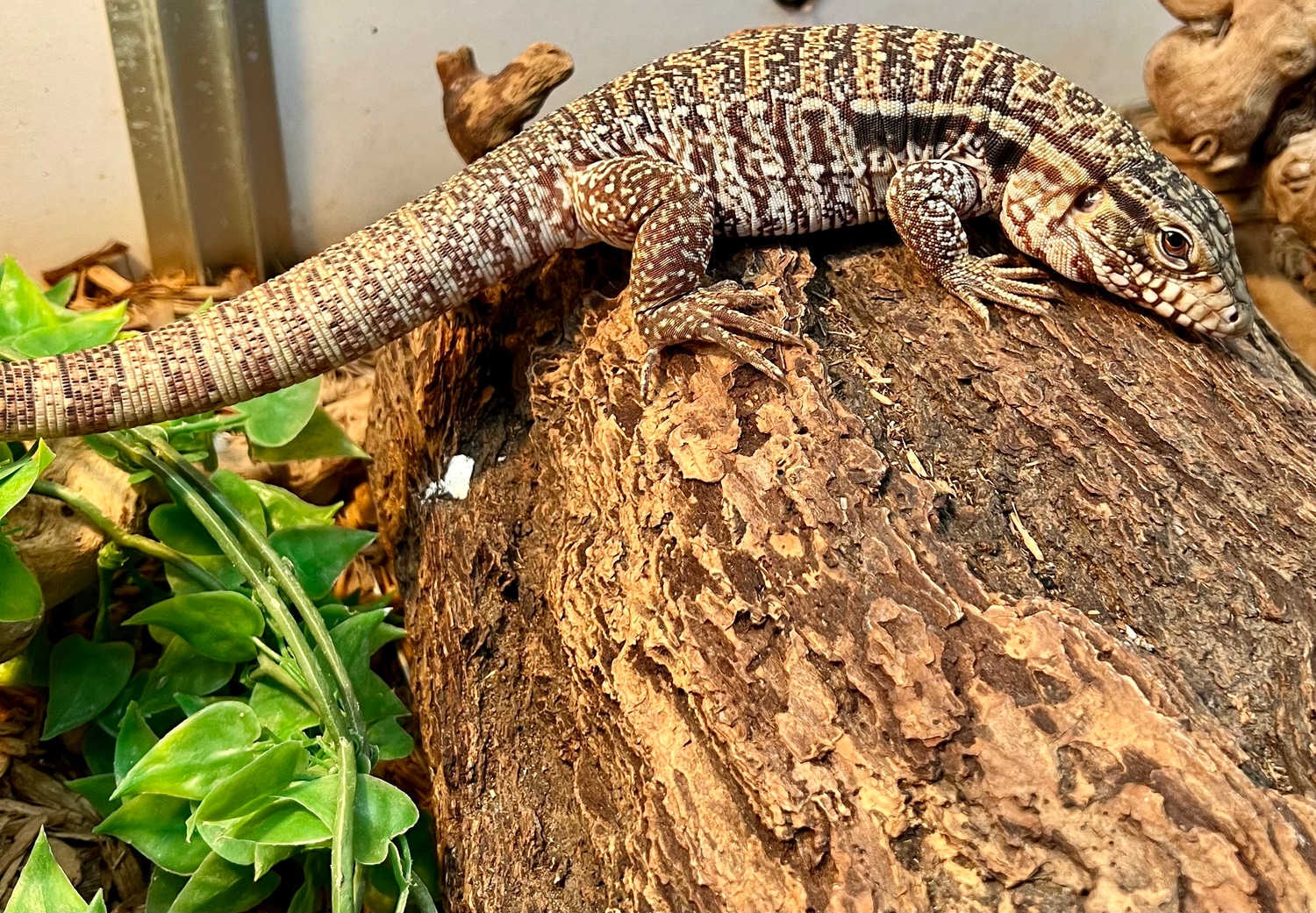 CB High White Red Tegus Argentine Tegus by Reef & Reptile Company ...