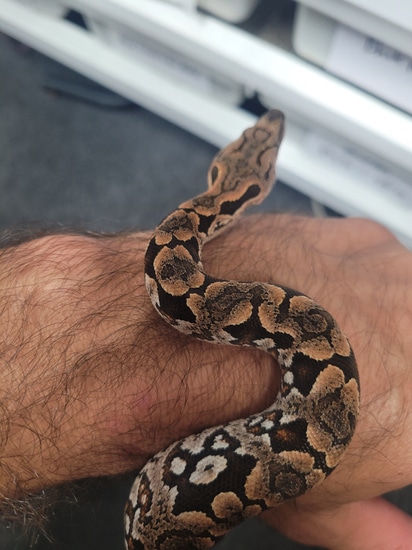 Dumerils Boa Dumeril's Boa by Reef & Reptile Company
