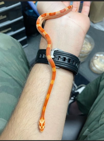 Amel Motley Poss HET Mandarin Corn Snake by Reef & Reptile Company