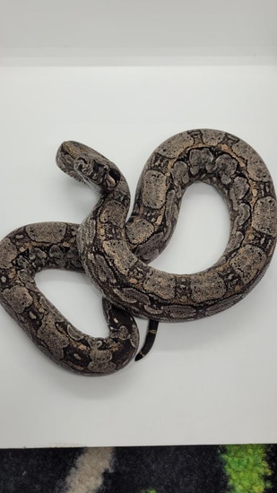 Argentine Boa Argentine Boa Constrictor by Reef & Reptile Company