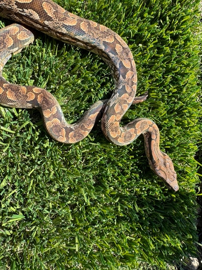 Dumerils Dumeril's Boa by Reef & Reptile Company