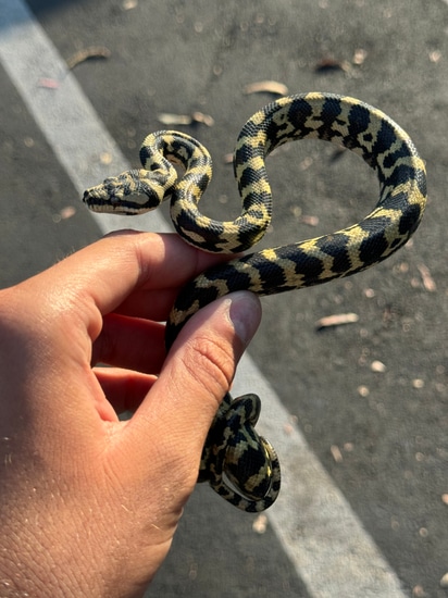 Jungle Carpet Python Baby 2023 by Reef & Reptile Company