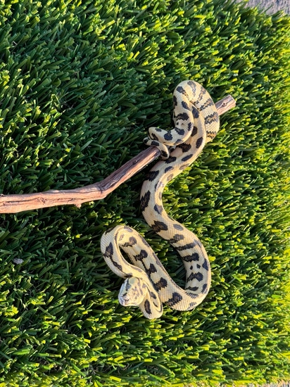 Jungle Jag Jungle Carpet Python by Reef & Reptile Company