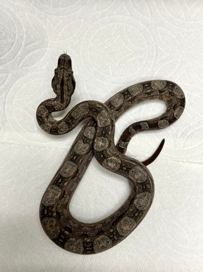Argentine Boa Argentine Boa Constrictor by Reef & Reptile Company