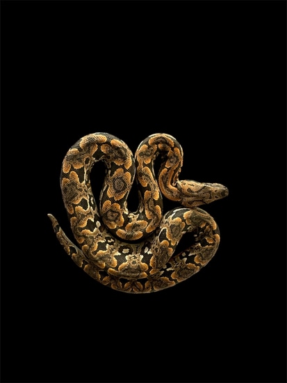 Dumeril’s Boa Dumeril's Boa by Reef & Reptile Company