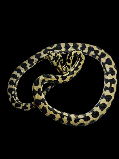 Jungle Jag Jungle Carpet Python by Reef & Reptile Company