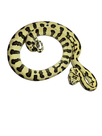 Jungle Jag Jungle Carpet Python by Reef & Reptile Company