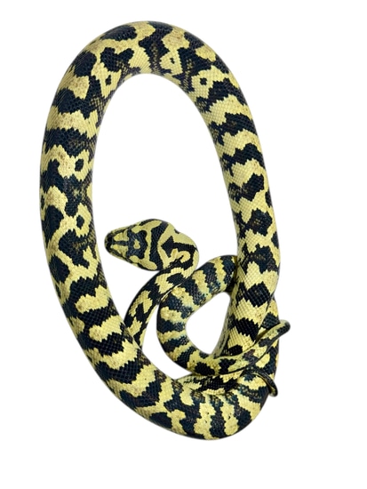 Jungle Carpet Python by Reef & Reptile Company