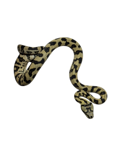 2024 Jungle Jag Carpet Python Jungle Carpet Python by Reef & Reptile ...