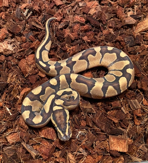 Enchi Disco/Fire 100% Ghost Ball Python by River Exotic Reptiles