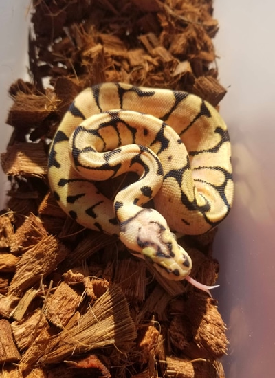 Pastel Vanilla Spider Ball Python by River Exotic Reptiles