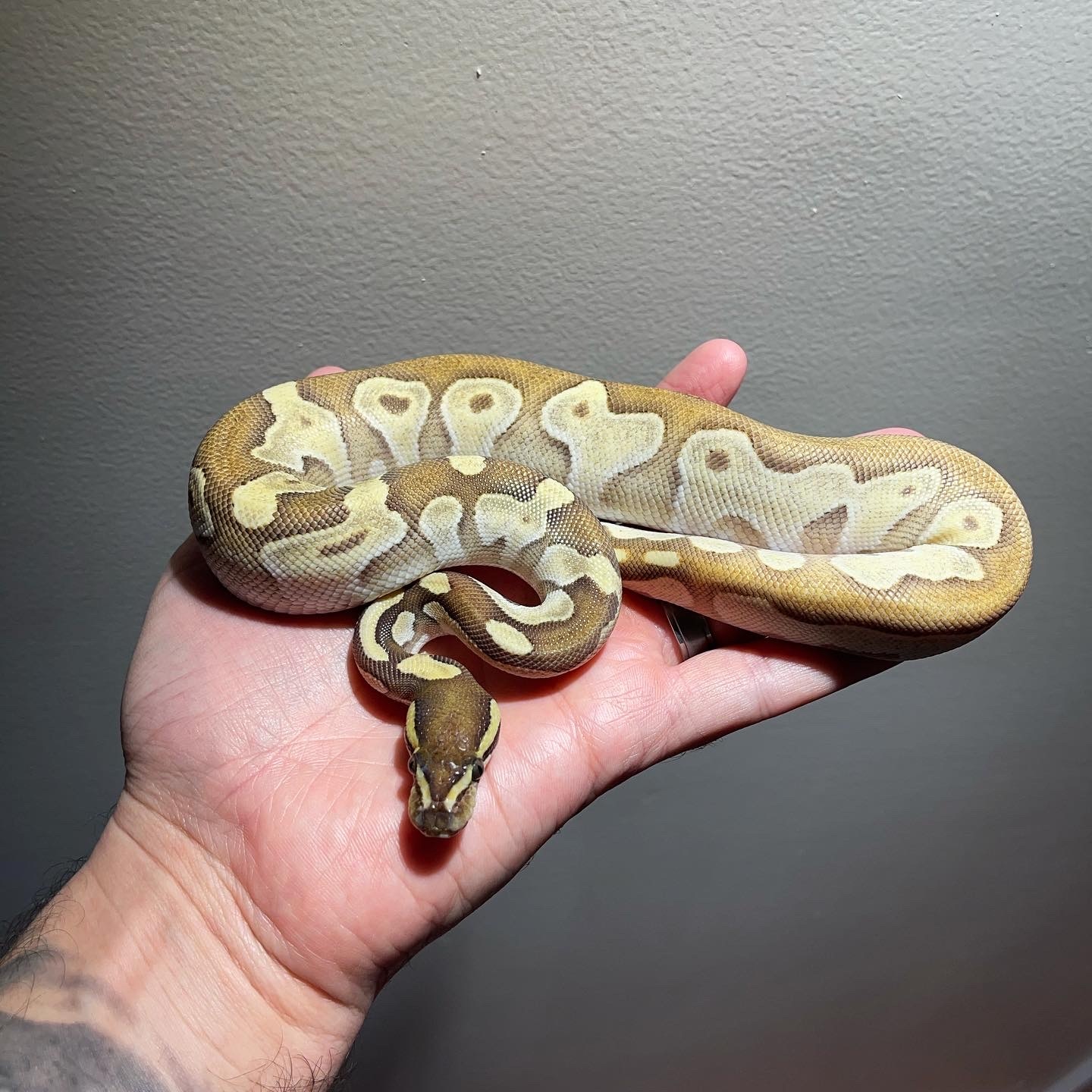Orange Dream Enchi Mojave Disco/Fire 50% Ghost Ball Python by River ...