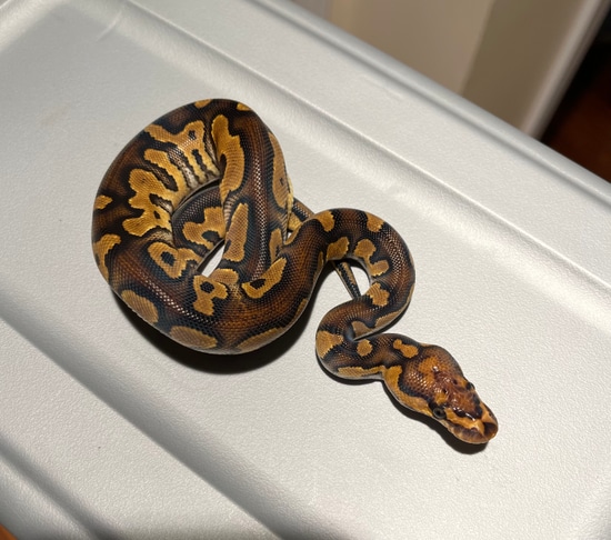 Chocolate Clown Ball Python by River Exotic Reptiles