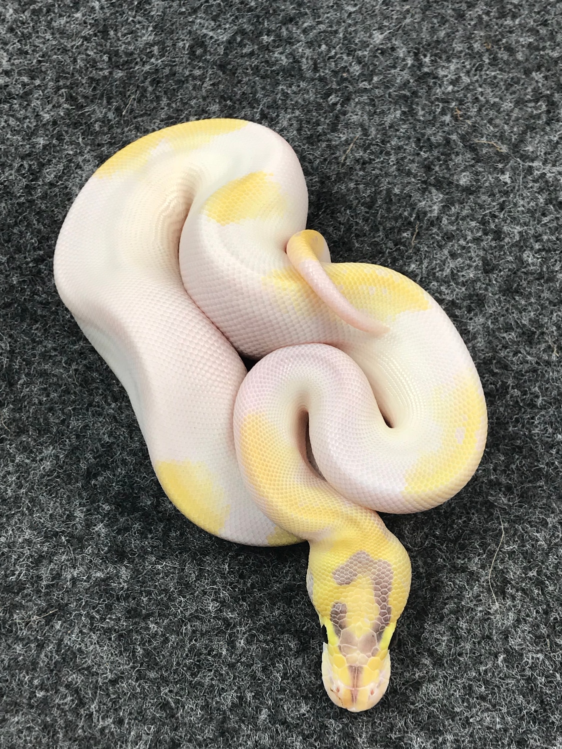 Leopard Ivory Pied Ball Python by Ectothermic Dungeon - MorphMarket